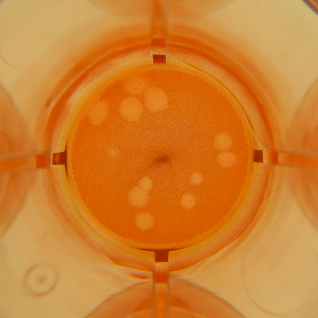 UF team identifies novel targets for COVID-19 antivirals – UF At Work UF team identifies novel targets for COVID-19 antivirals – UF At Work